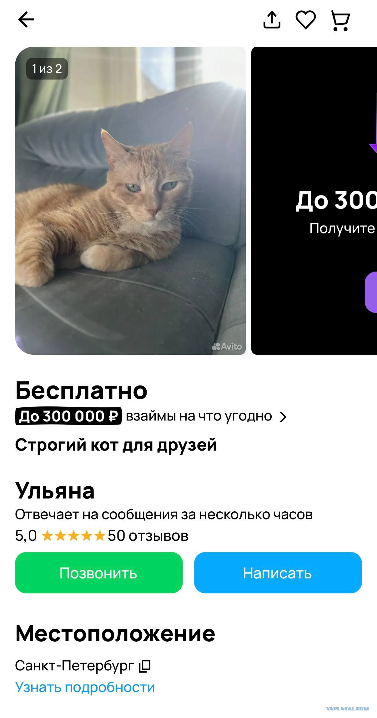 Рыжий кот вместо Telegram: как россияне общаются через «Авито» во время ...