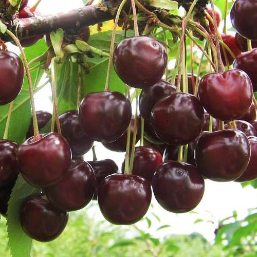 На Кубани поспела черешня - ЯПлакалъ