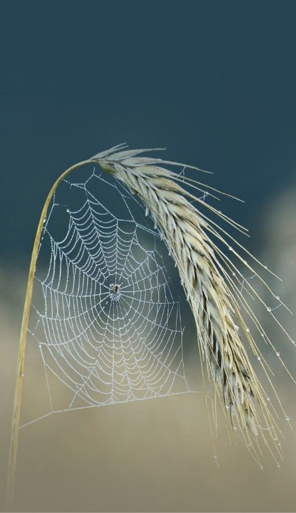 Осенние картинки - ЯПлакалъ